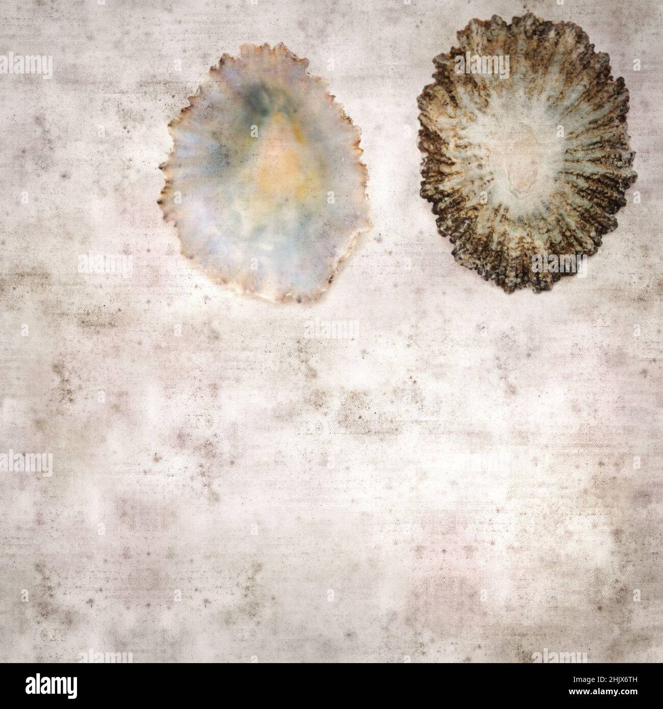 stylish textured old paper background with limpet shells Stock Photo ...