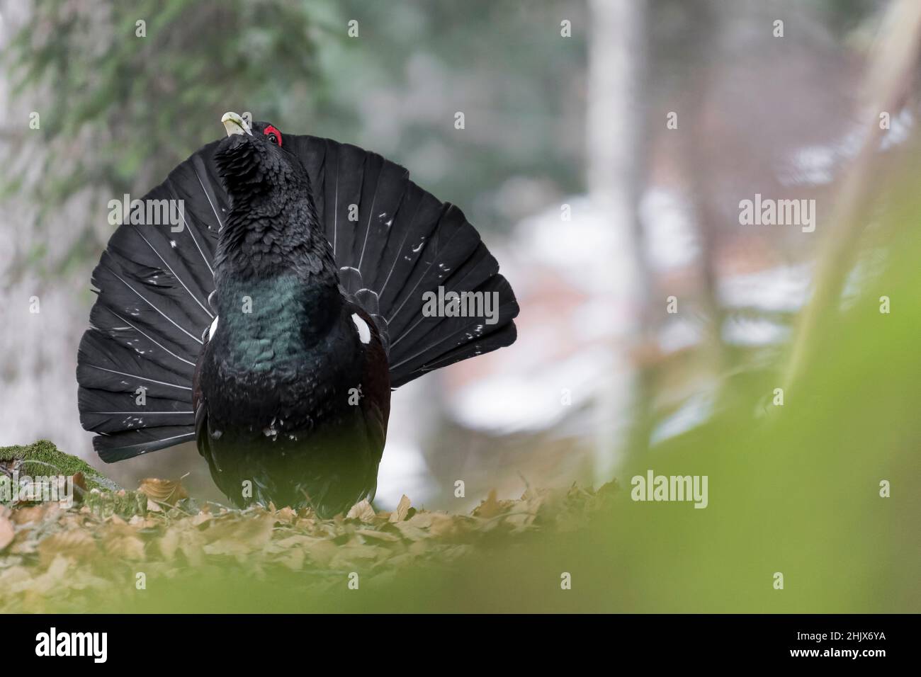 Face to face with the king of grouse family, fine art portrait of ...