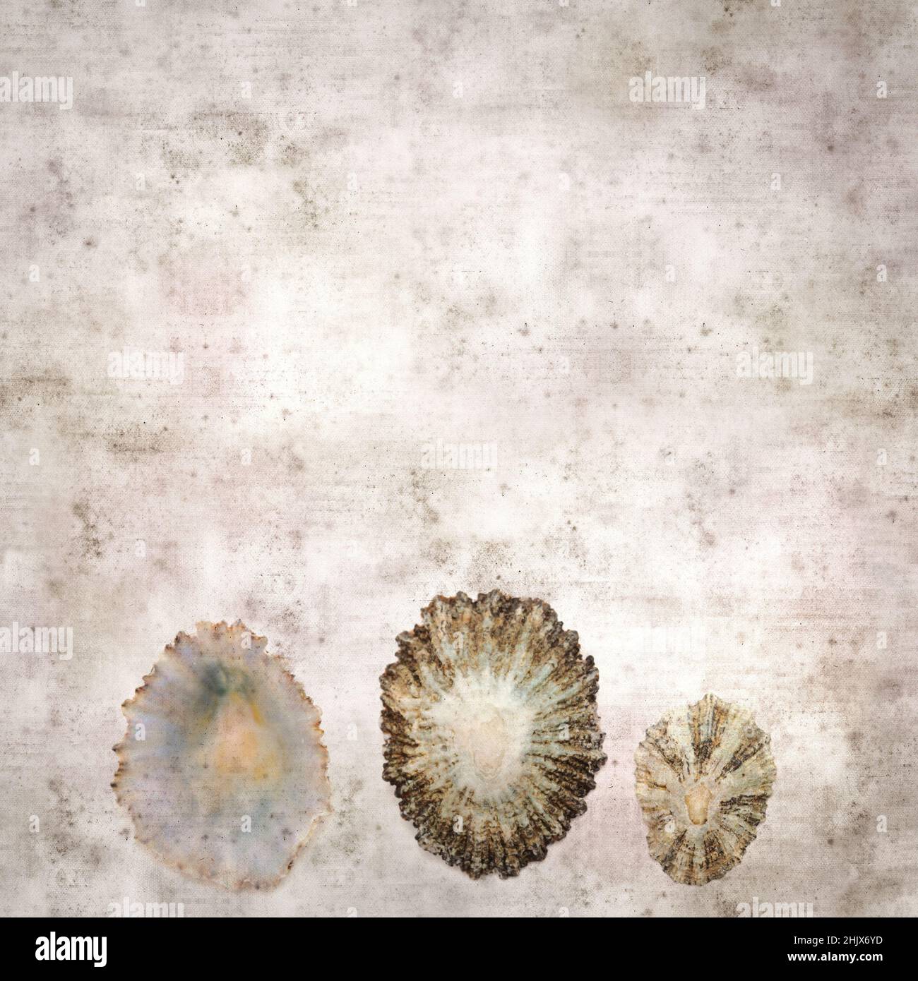 stylish textured old paper background with limpet shells Stock Photo ...
