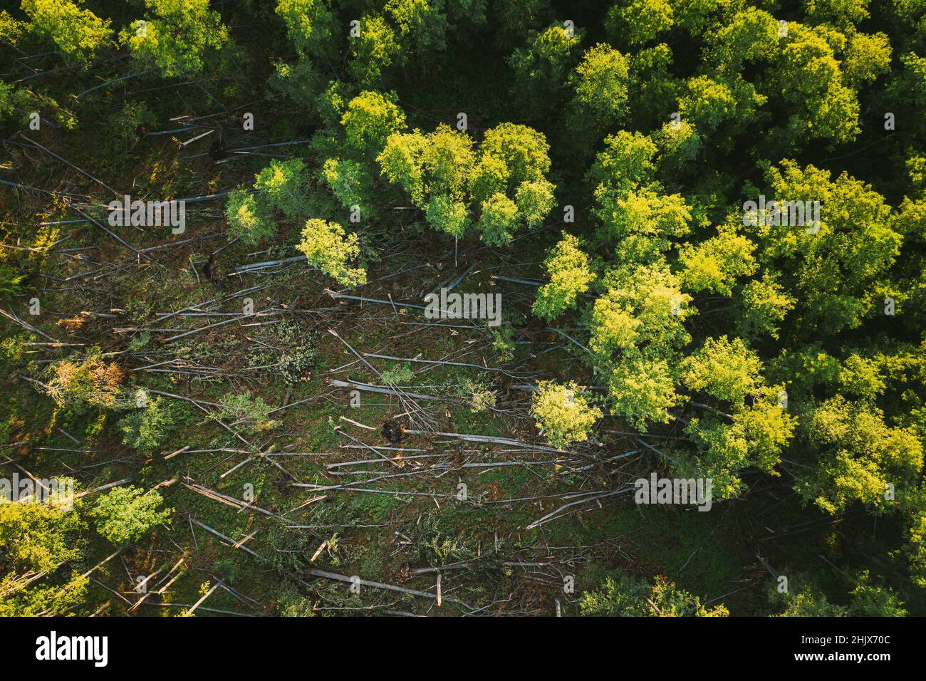 Aerial View Green Forest Deforestation Area Landscape. Top View Of ...