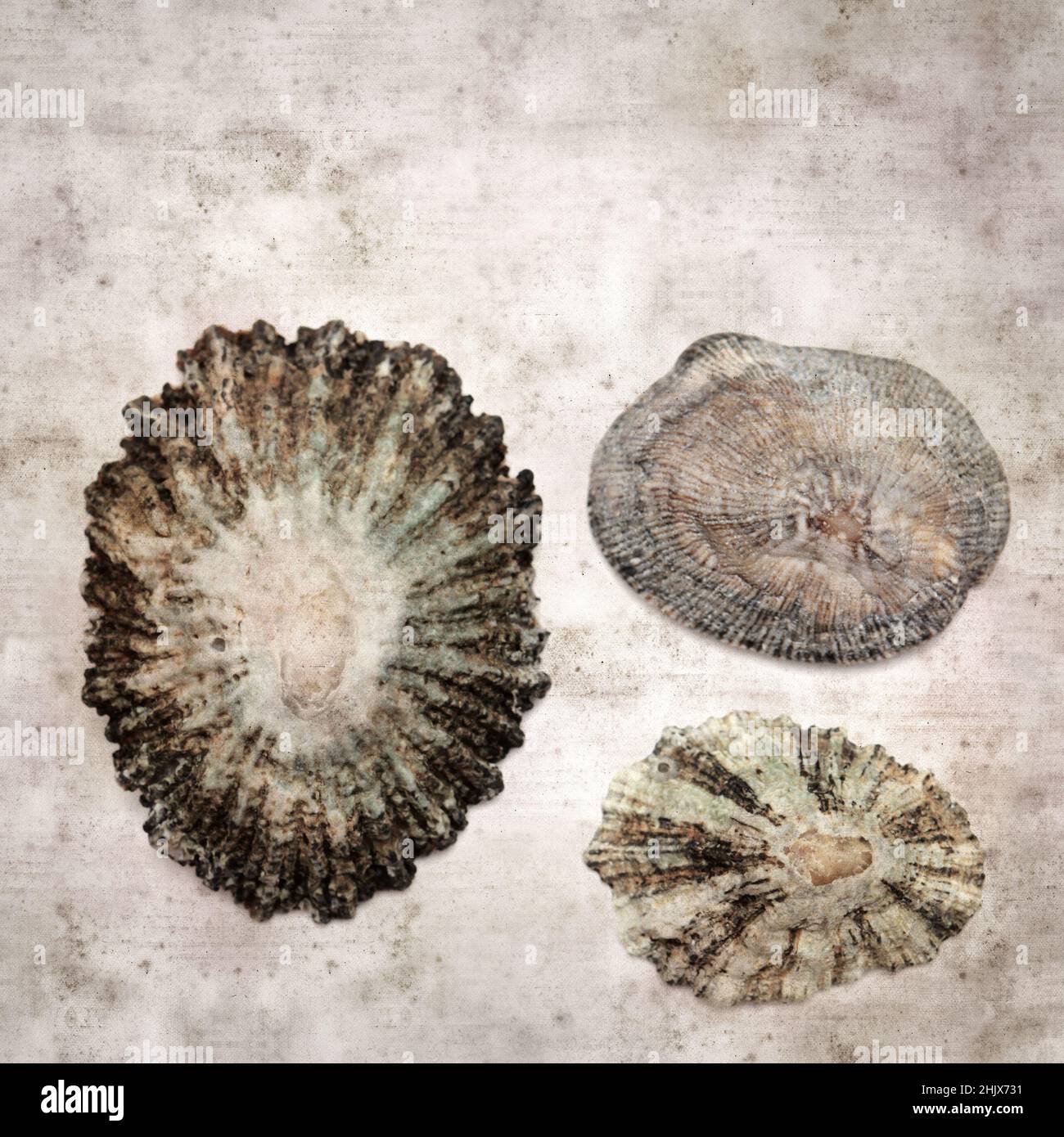 stylish textured old paper background with limpet shells Stock Photo ...