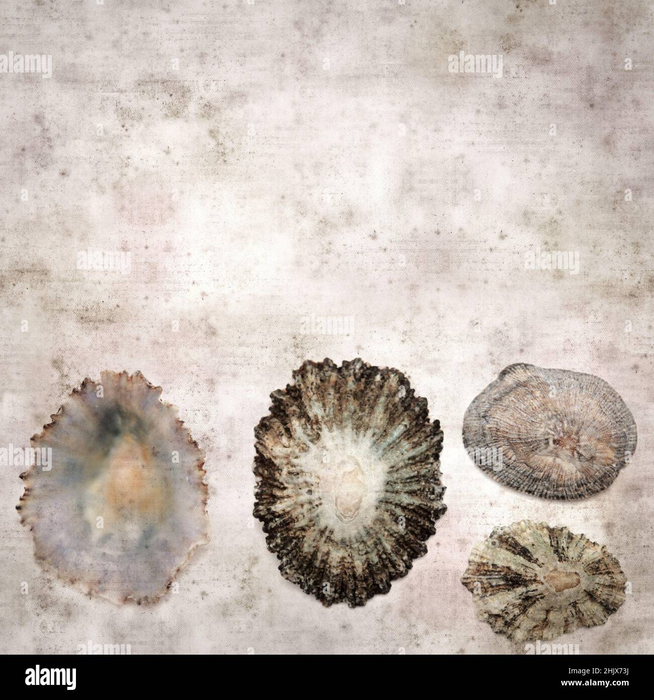 stylish textured old paper background with limpet shells Stock Photo ...