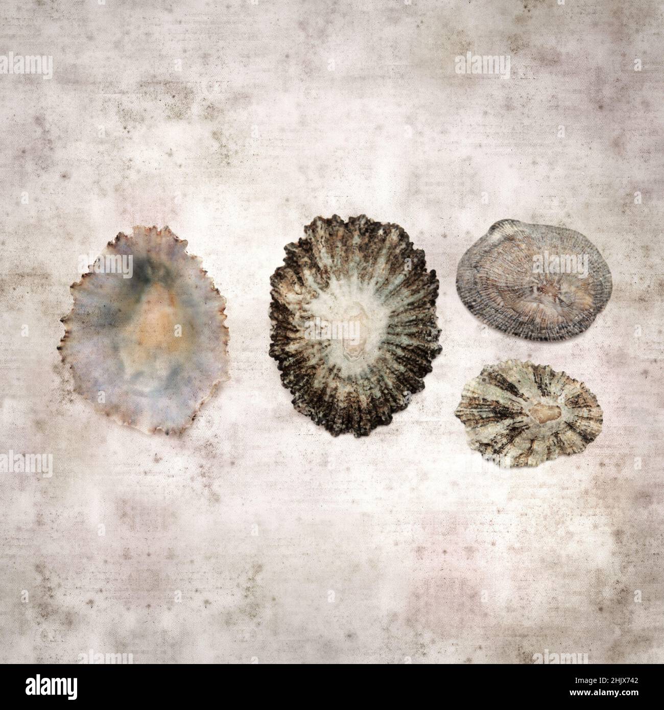stylish textured old paper background with limpet shells Stock Photo ...