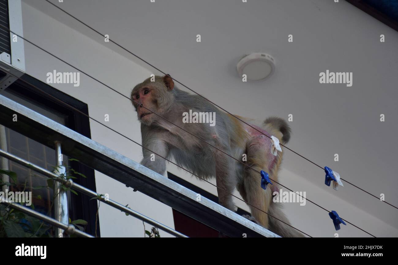 A Monkey or simian invading a balcony in India Stock Photo - Alamy