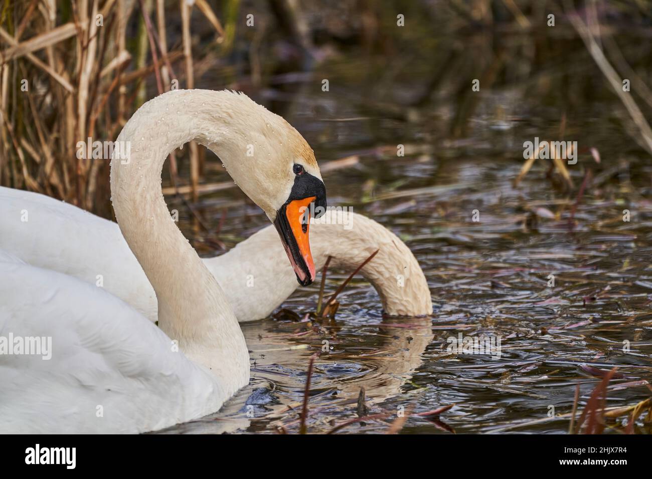 White swans, Cygnus, swimming through reed. Bird species of Anatidae ...