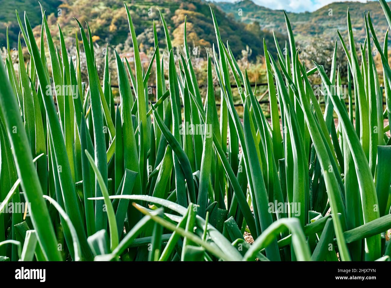 Leek plantation hi-res stock photography and images - Alamy