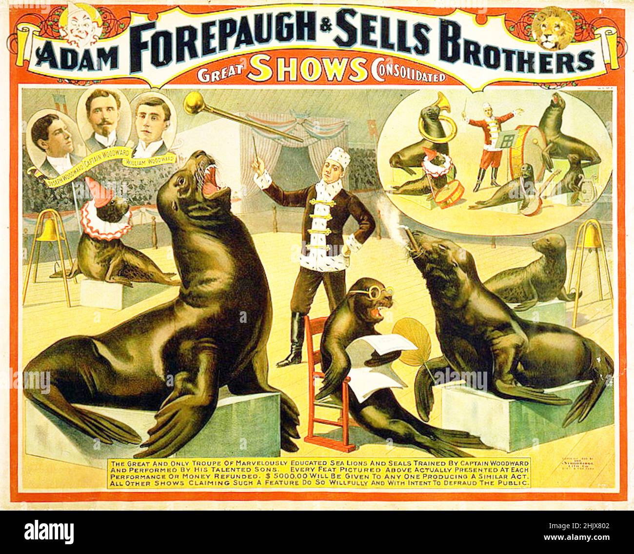 Performing seals hi-res stock photography and images - Alamy