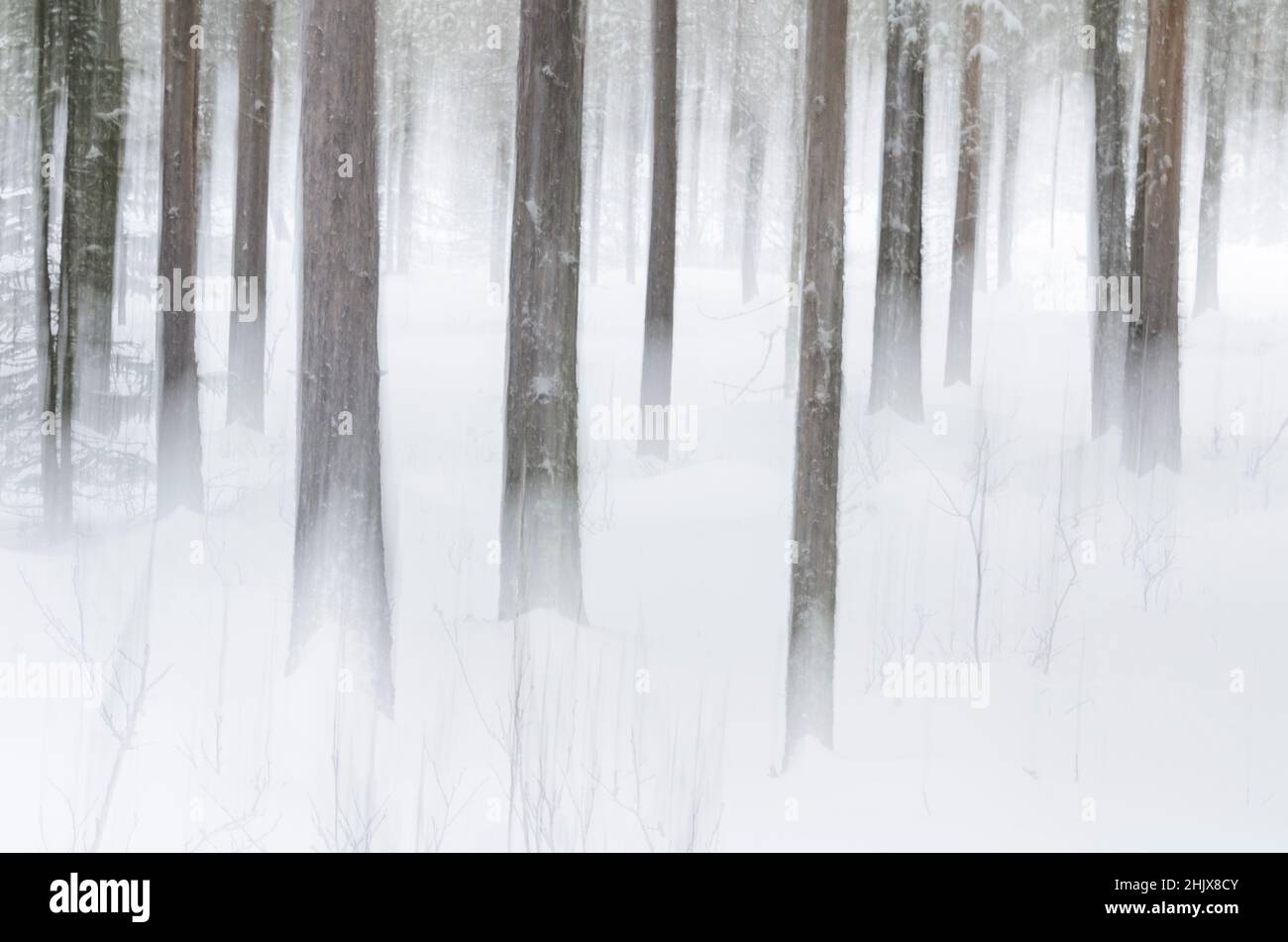 Intentional camera movement tree hi-res stock photography and images ...