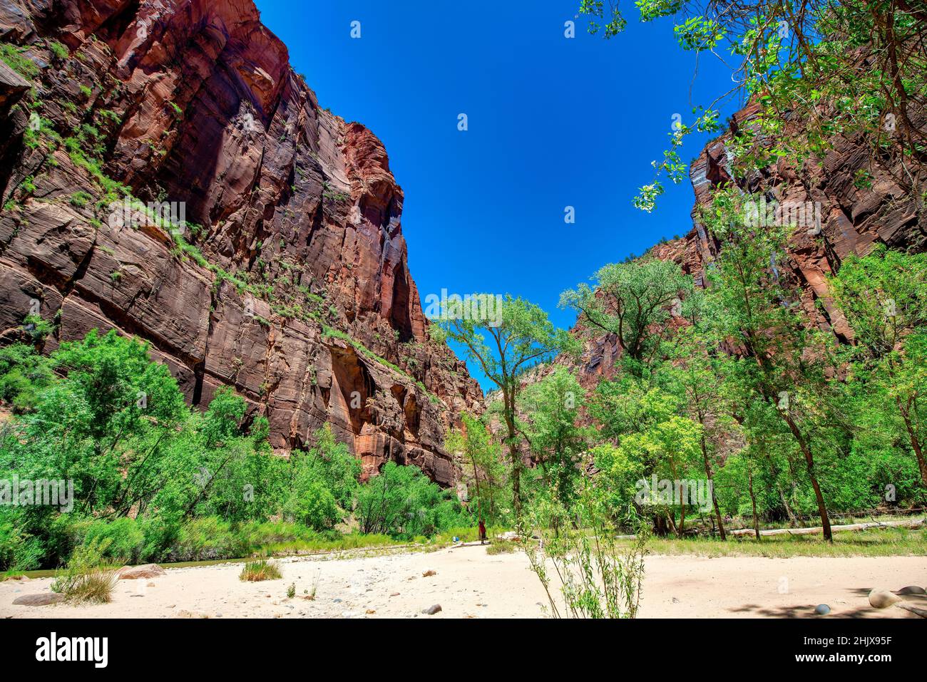 Mountains and trees of Zion National park, Utah - USA Stock Photo - Alamy