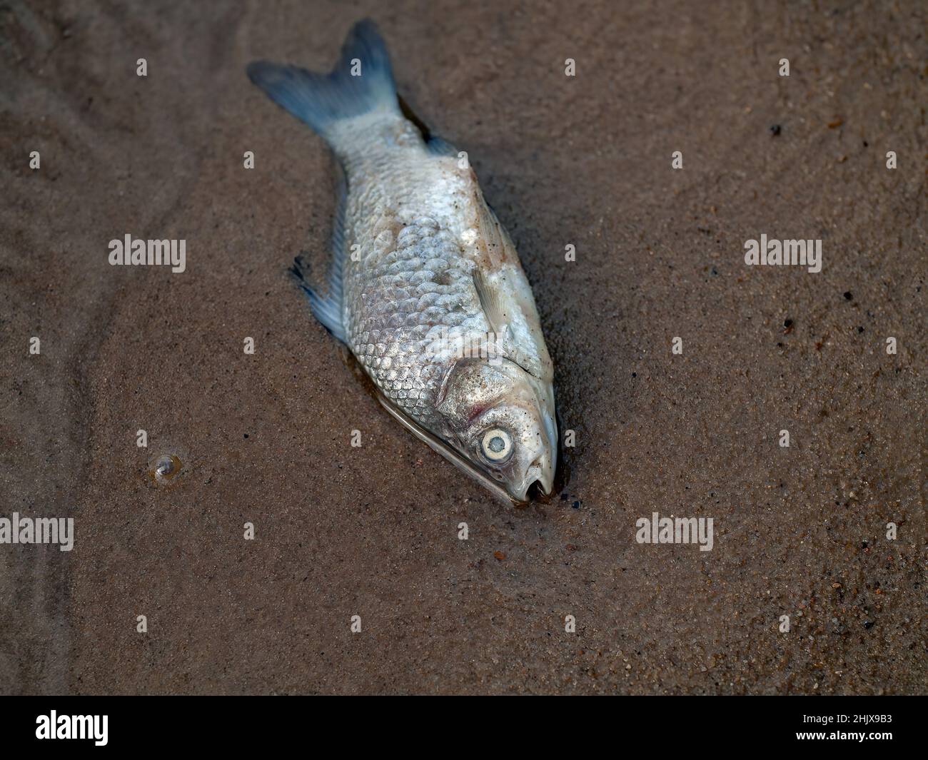 Small dead fish hi-res stock photography and images - Alamy
