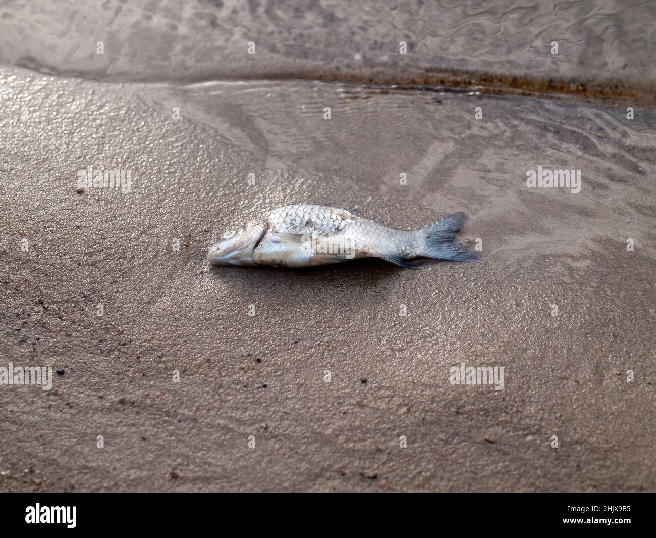 Small dead animal hi-res stock photography and images - Alamy