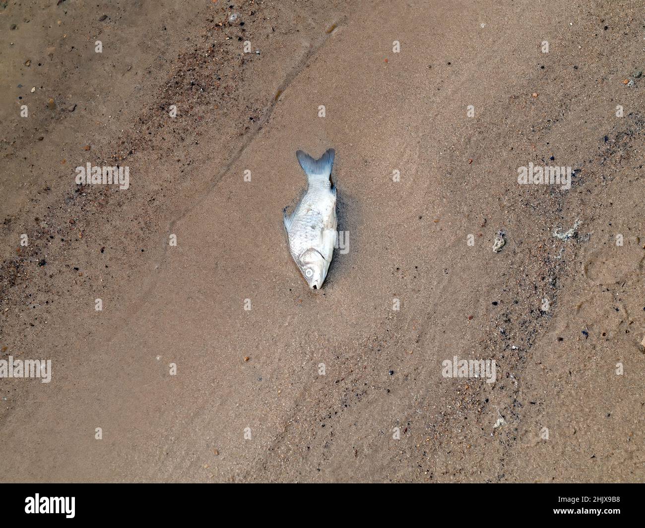Small dead fish hi-res stock photography and images - Alamy