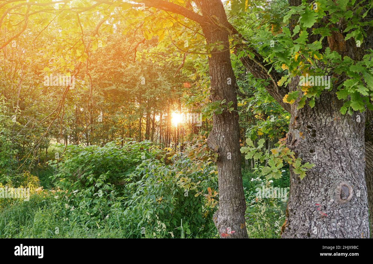 Sunshine in morning park background. Sunny eco scenery Stock Photo - Alamy