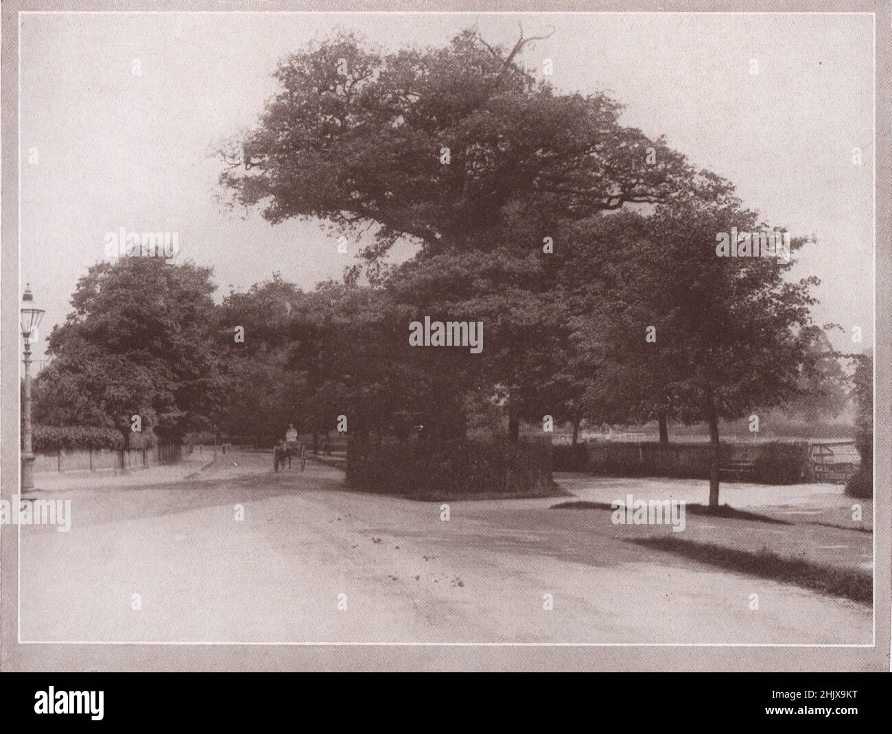 Oak tree illustration vintage hi-res stock photography and images - Alamy