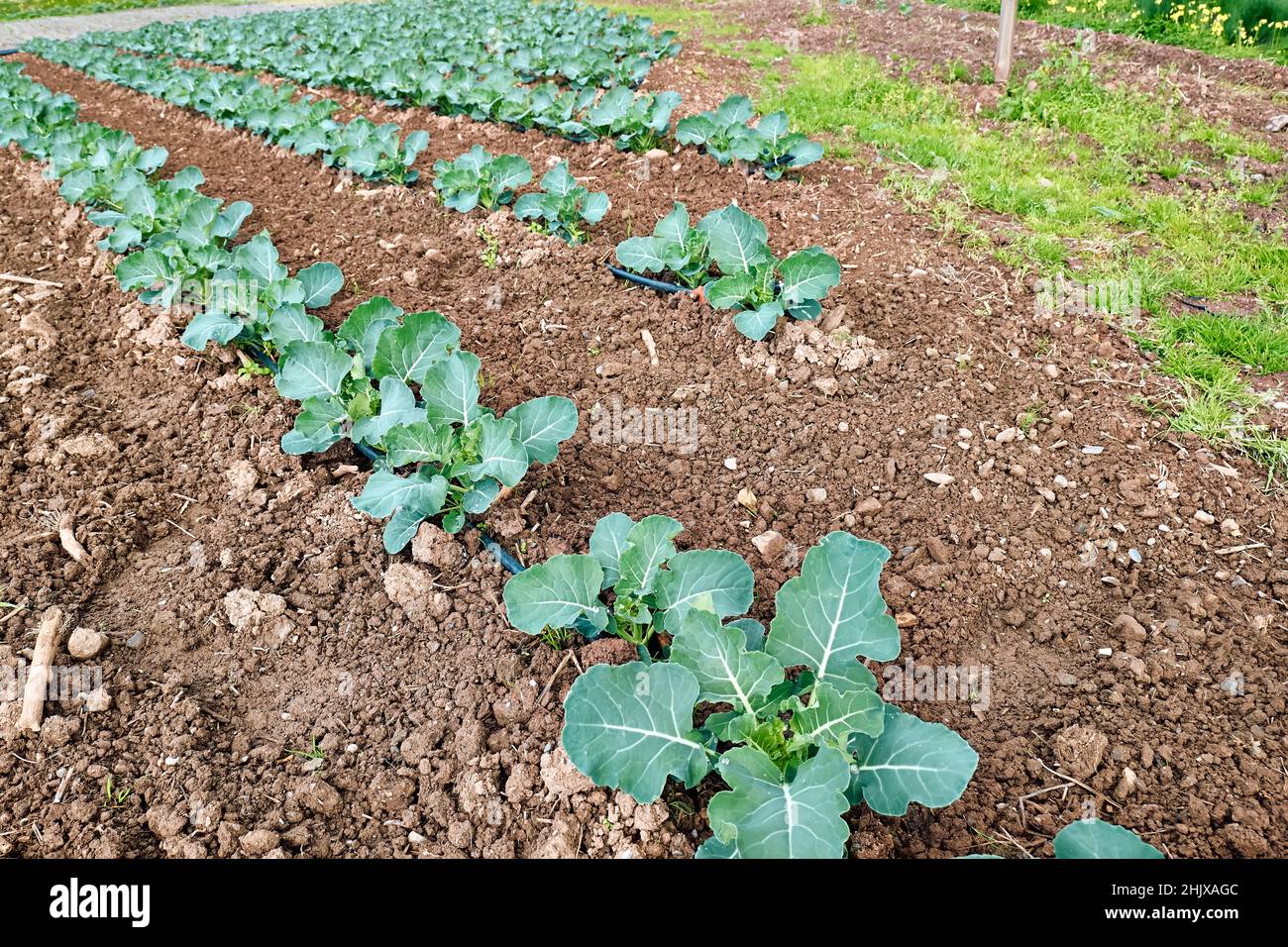 Young broccoli plants growing in the horticulture garden with drip ...