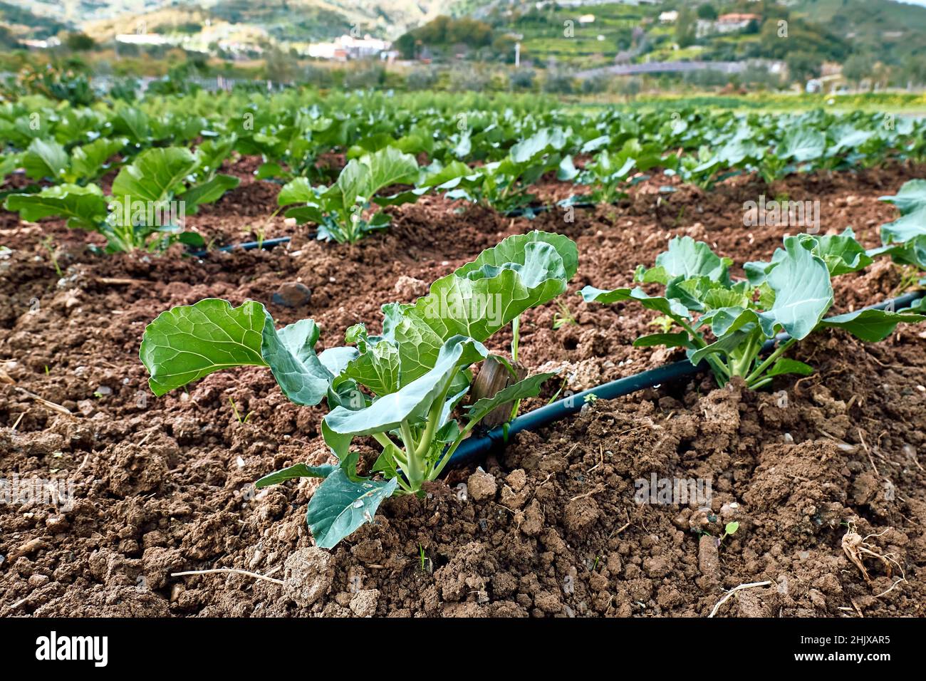 Broccoli plantation hi-res stock photography and images - Alamy