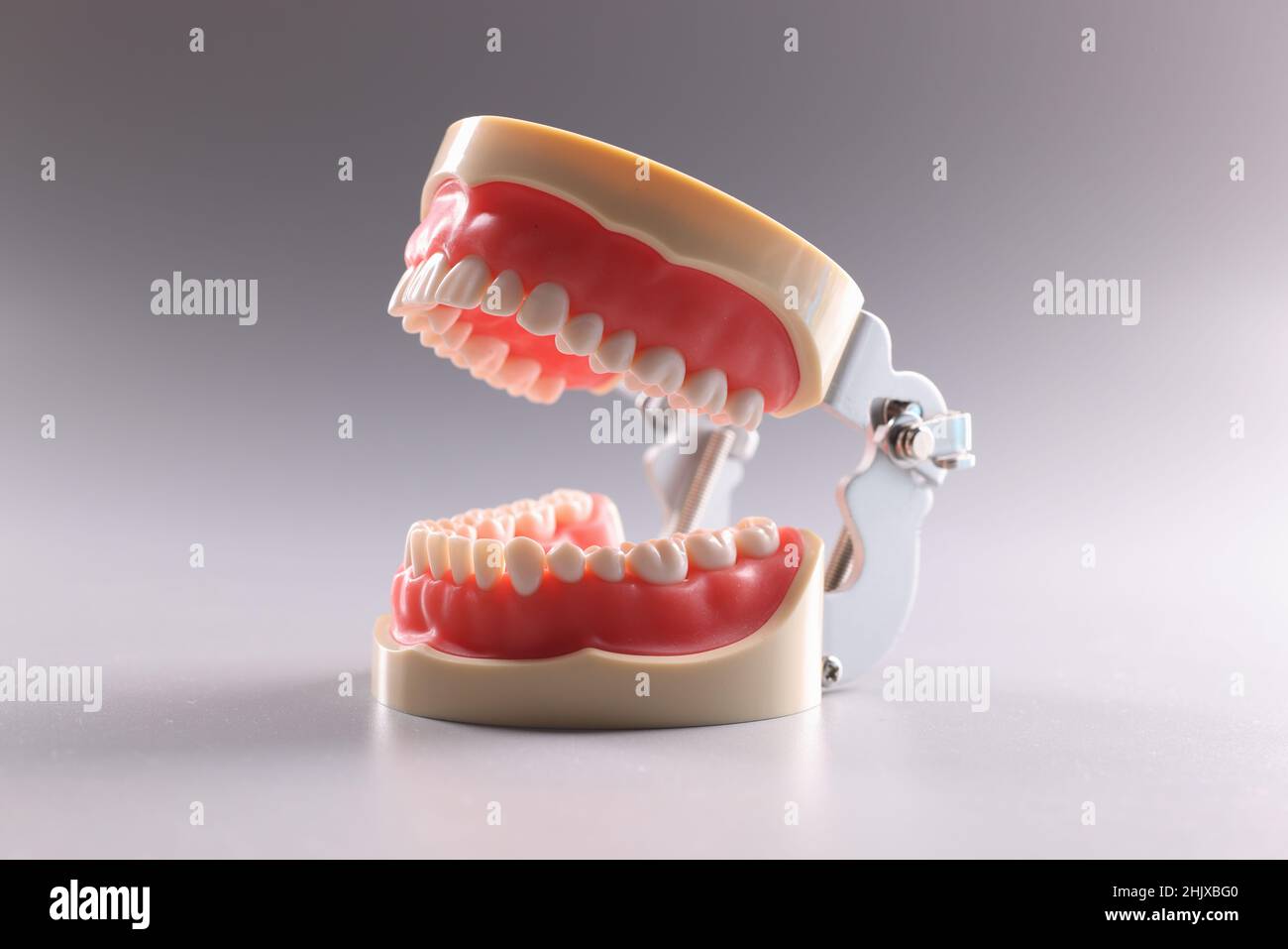 Artificial plastic model of human jaw on gray background closeup Stock ...