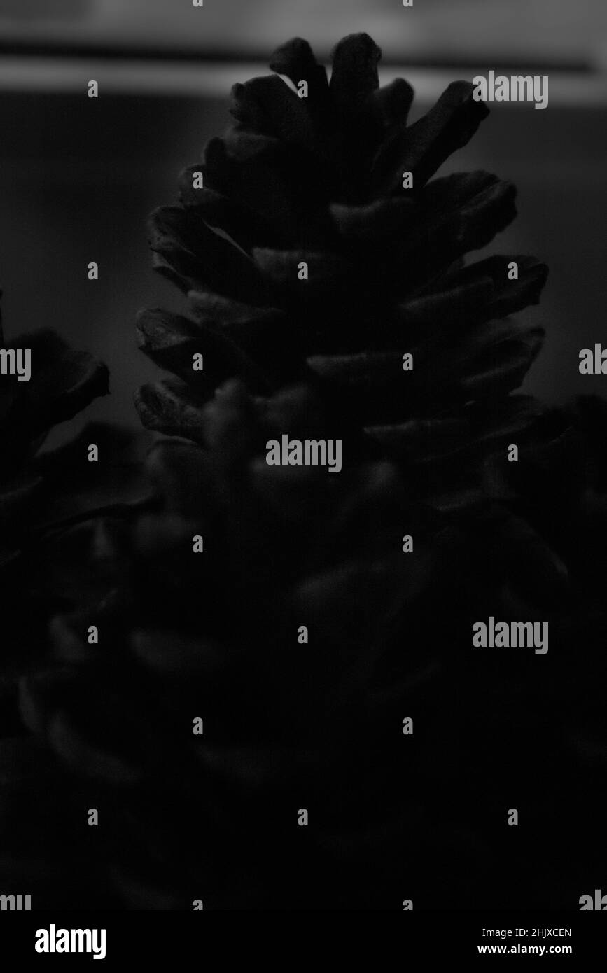 Pinecone texture Black and White Stock Photos & Images - Alamy