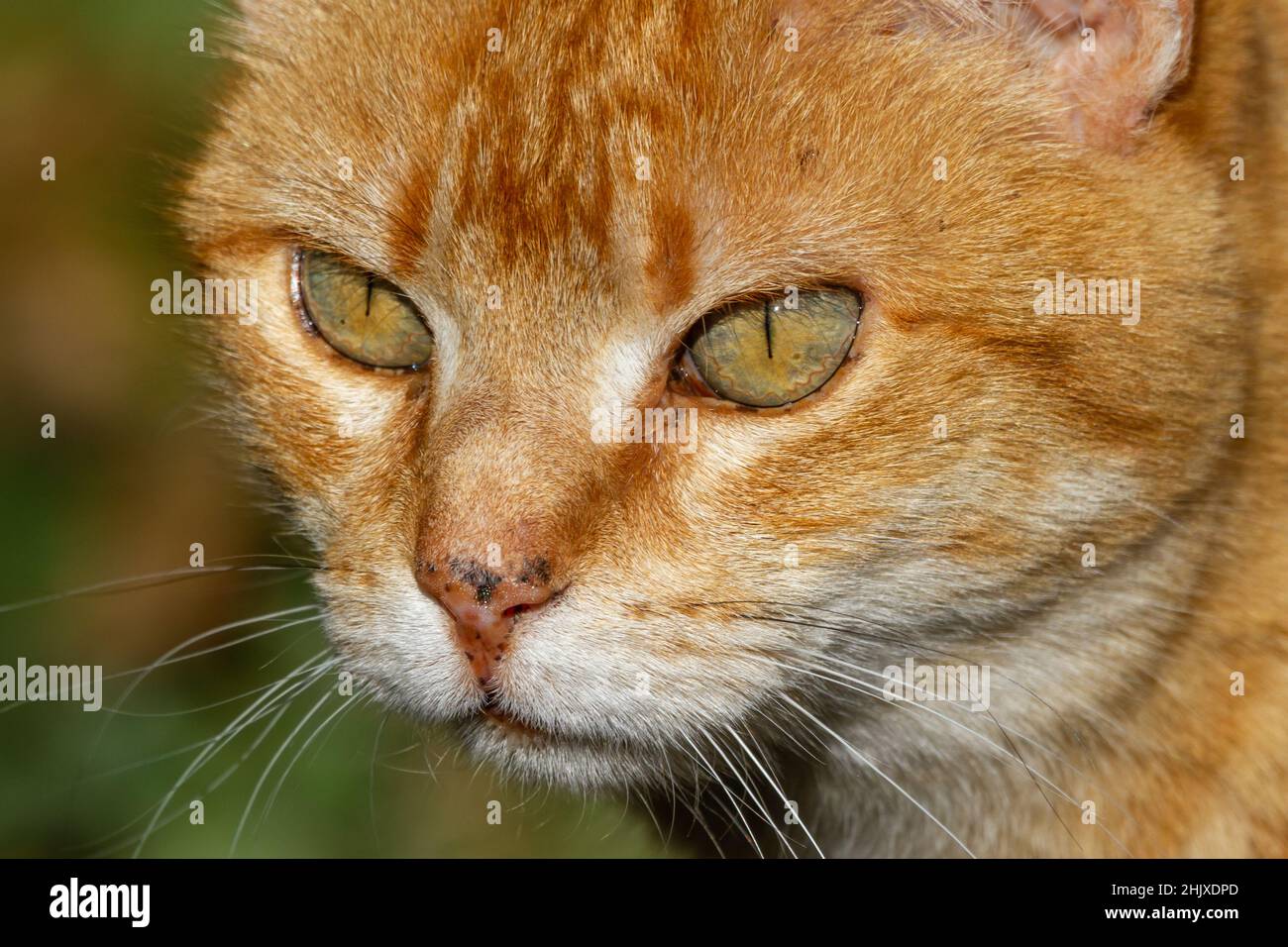 Extreme close-up of the face of a cat with orange tones and green and ...