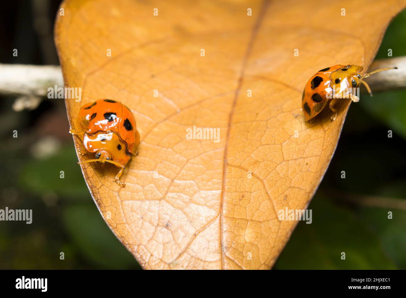 Yellow tortoise beetle hi-res stock photography and images - Alamy