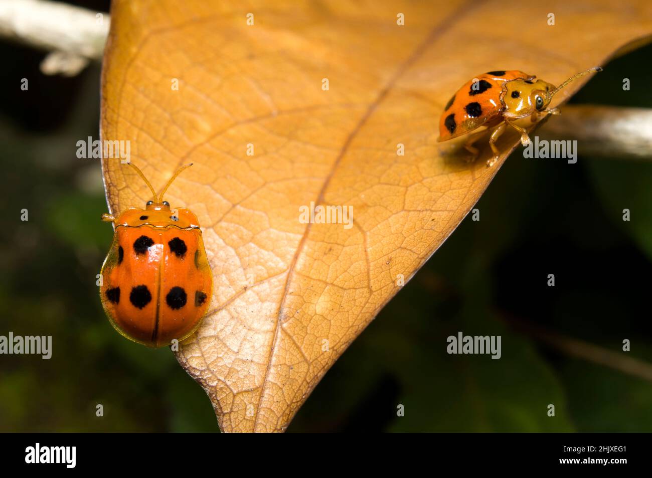 Close-up macro of tortoise beetle bug orange color outdoor Stock Photo ...