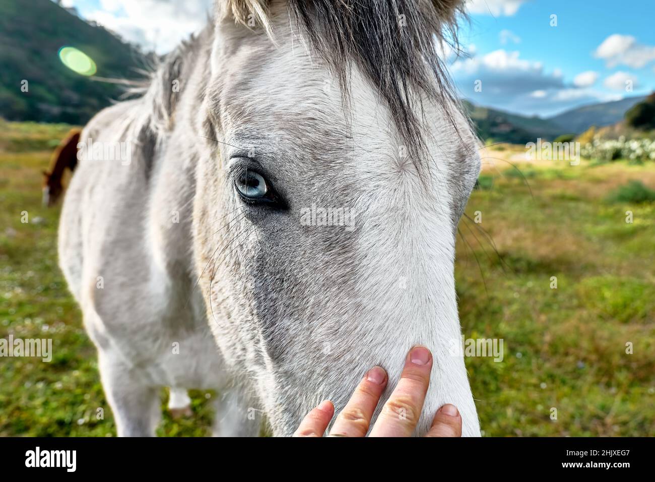 Closeup portrait of beautiful white horse with blue eye. Hand touching ...