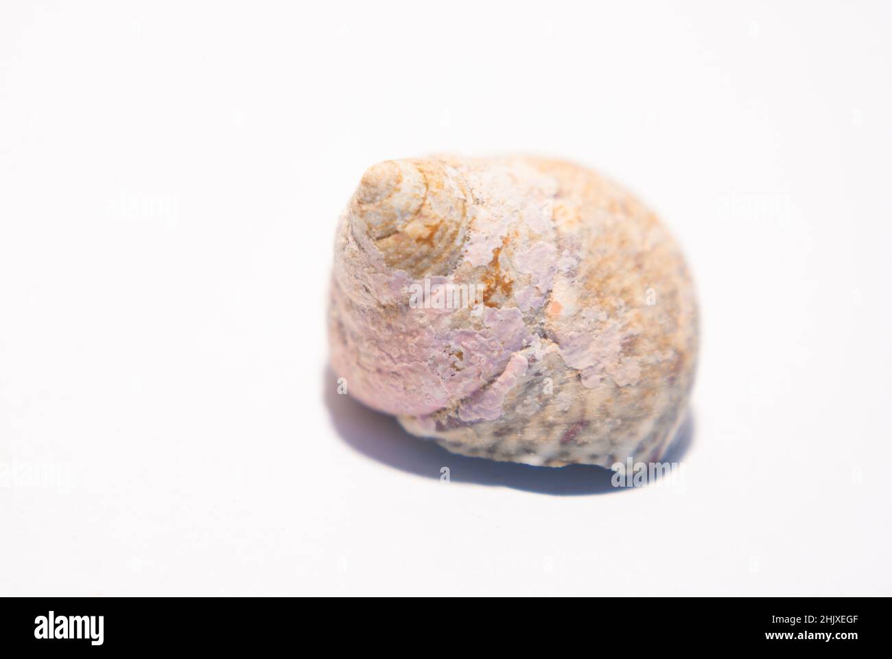 Side of a small round snail shell on white background Stock Photo - Alamy