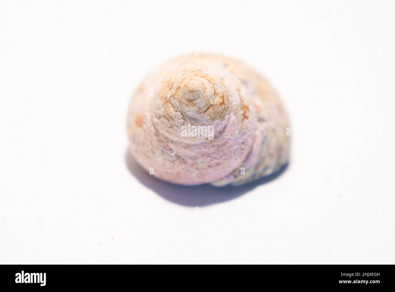 front of a small round snail shell on a white background Stock Photo ...