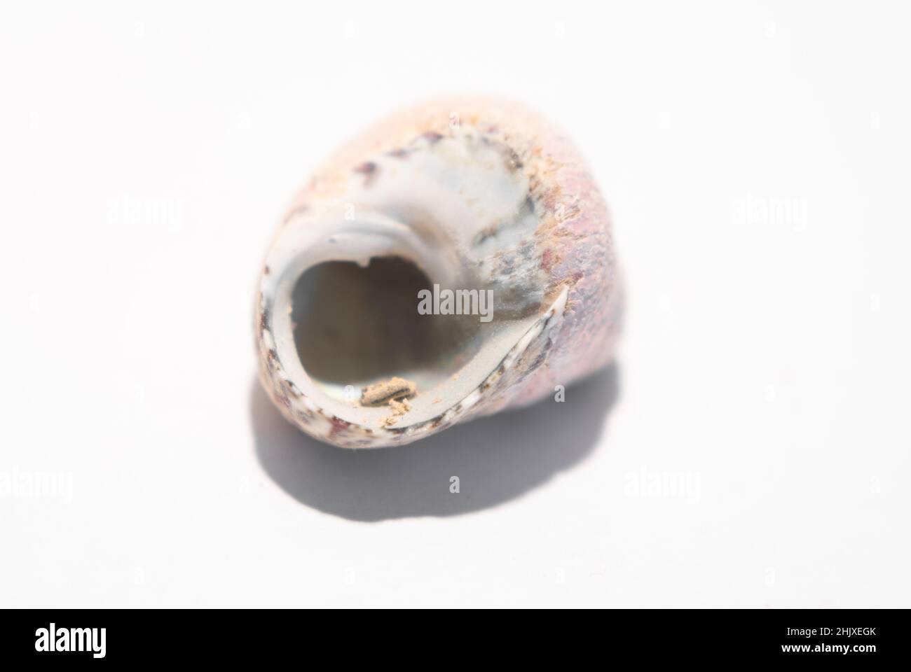 back of a small round snail shell on a white background Stock Photo - Alamy
