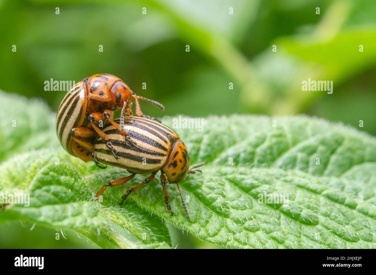 Colorado potato beetles hi-res stock photography and images - Alamy