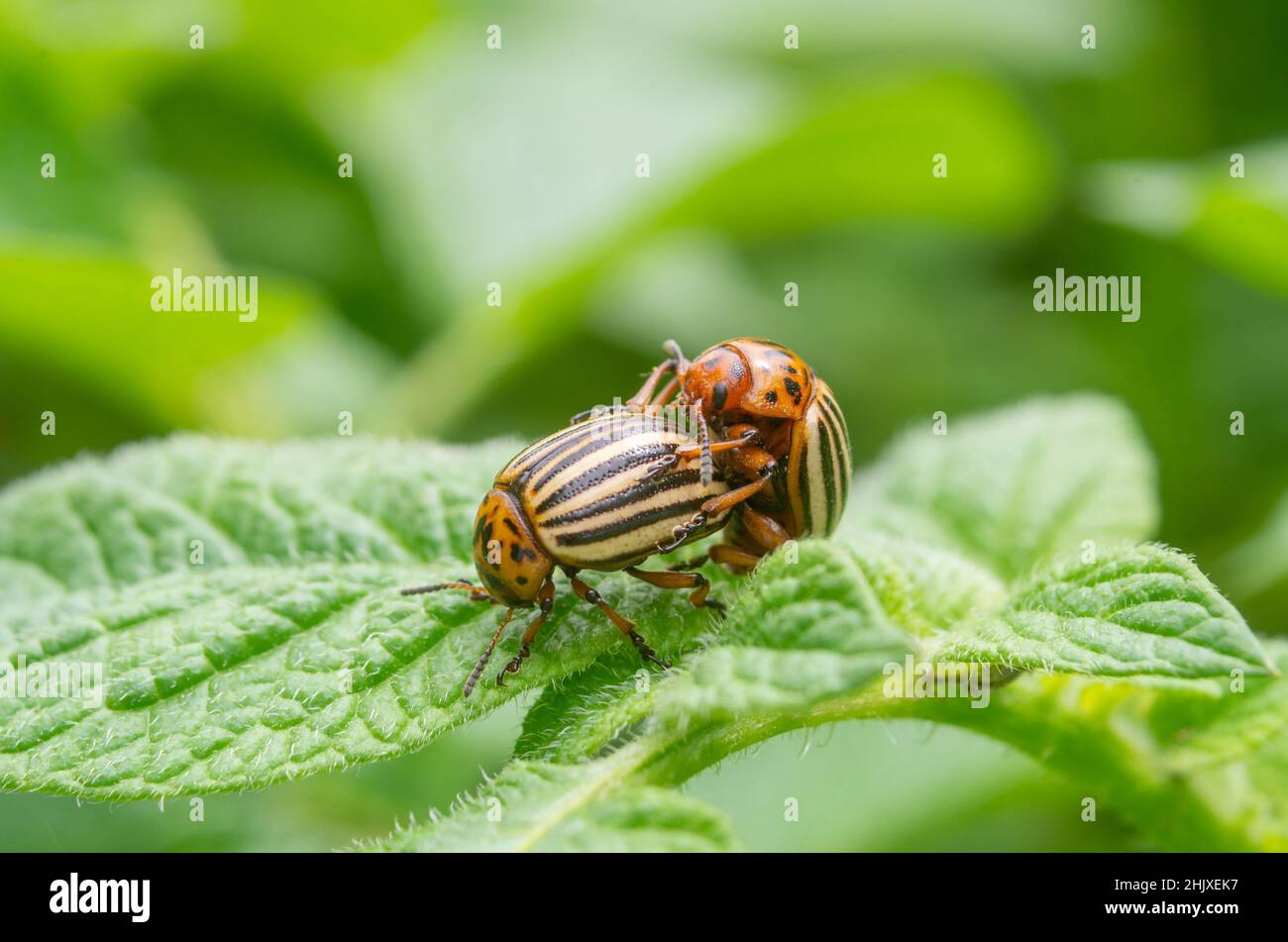 Potato bug hi-res stock photography and images - Alamy