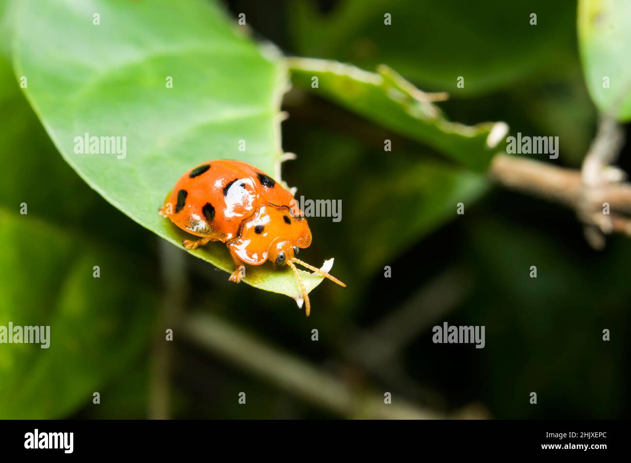 Yellow tortoise beetle hi-res stock photography and images - Alamy