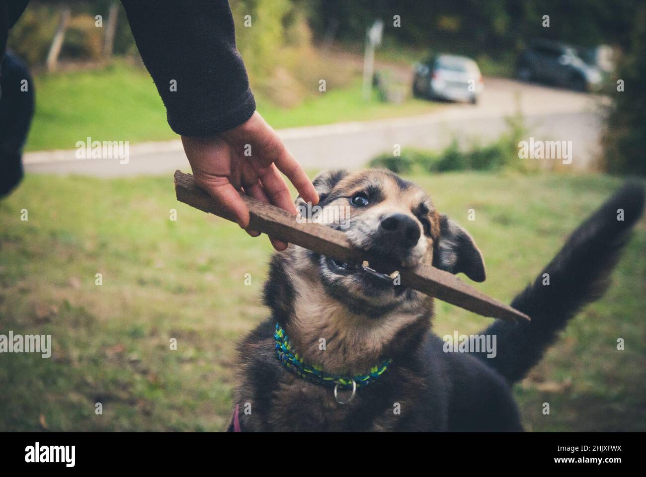 German shepherd master hi-res stock photography and images - Alamy