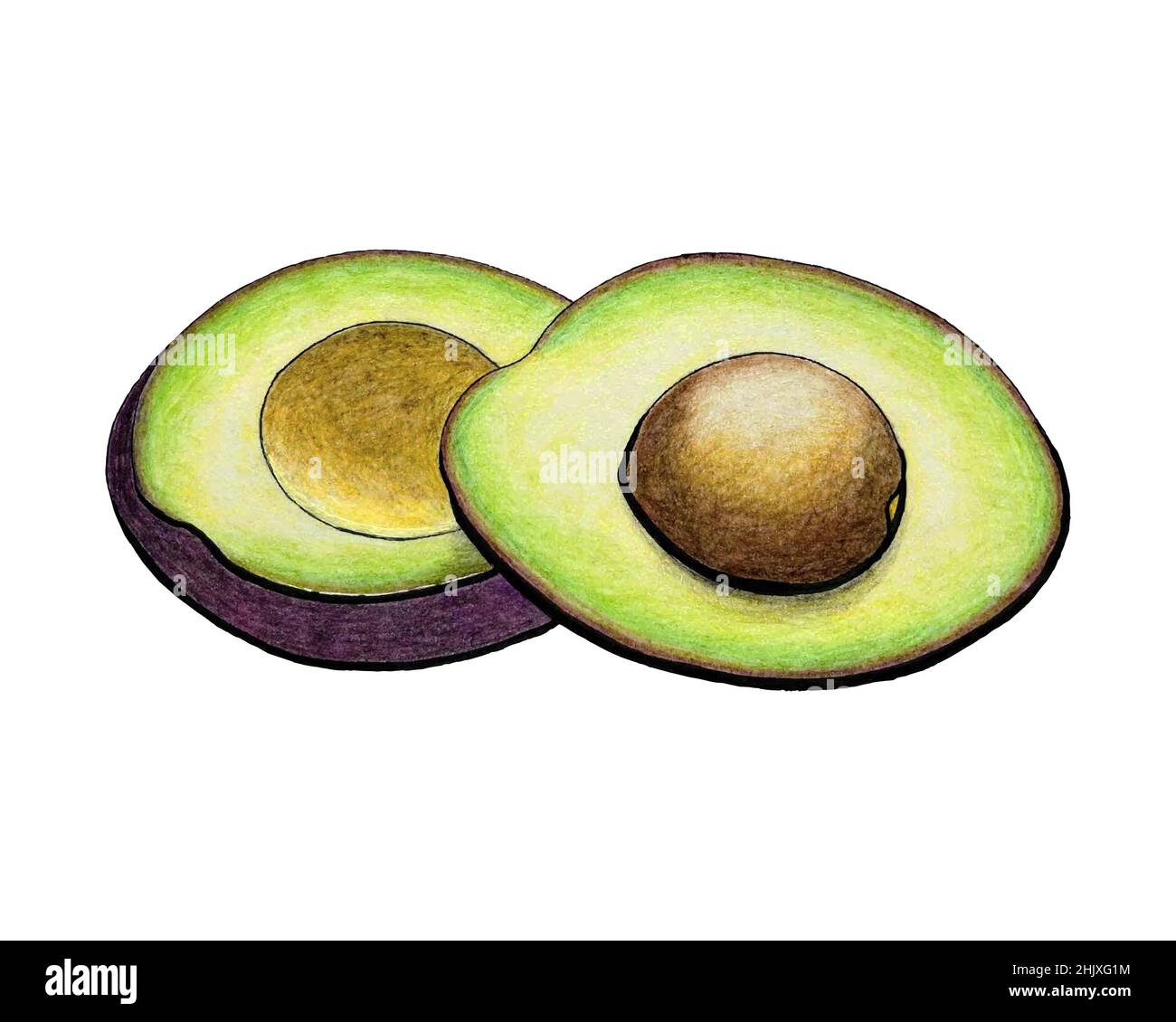 Avocado Pencil Drawing