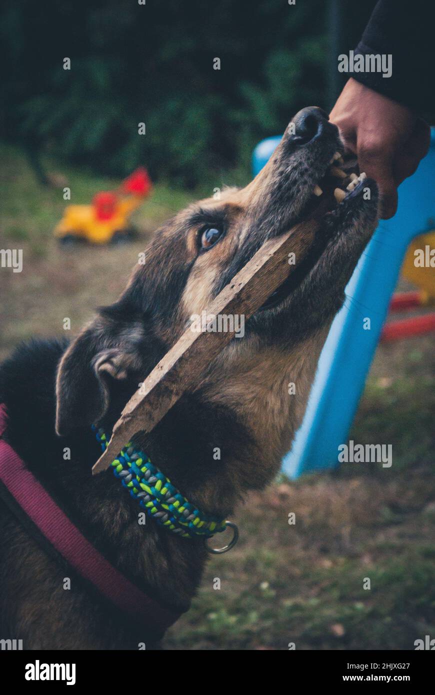 German shepherd and his master playing with sticks Stock Photo - Alamy