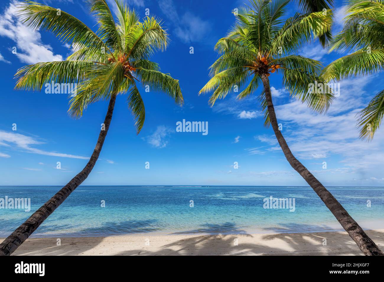 Coco palms on tropical beach with white sand and blue ocean Stock Photo ...