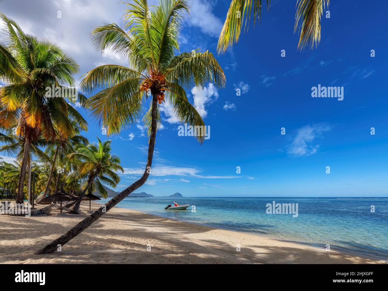Coco palm trees on Paradise beach in tropical resort Stock Photo - Alamy