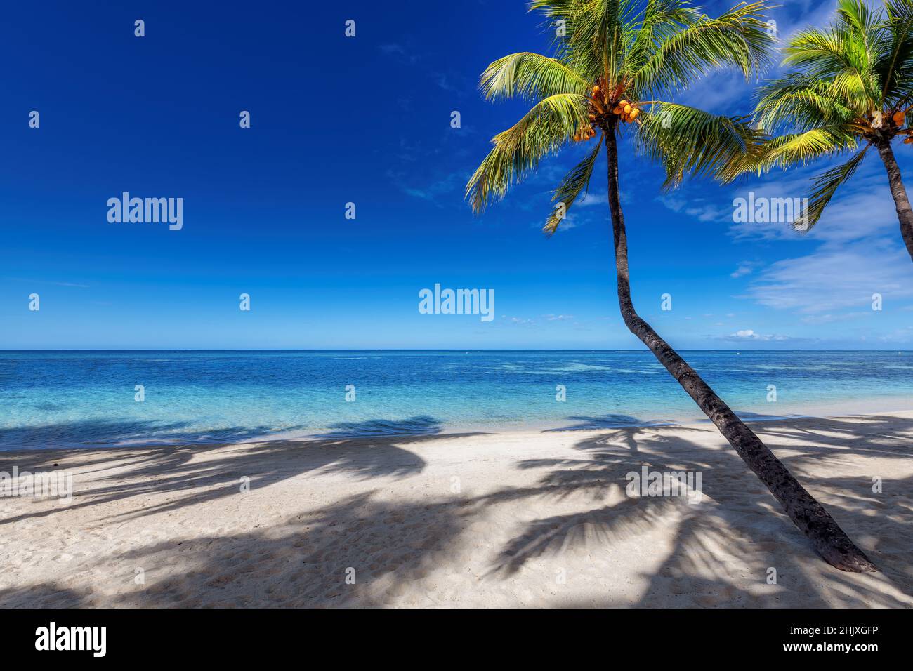 Coco palms on tropical beach with white sand and blue ocean Stock Photo ...