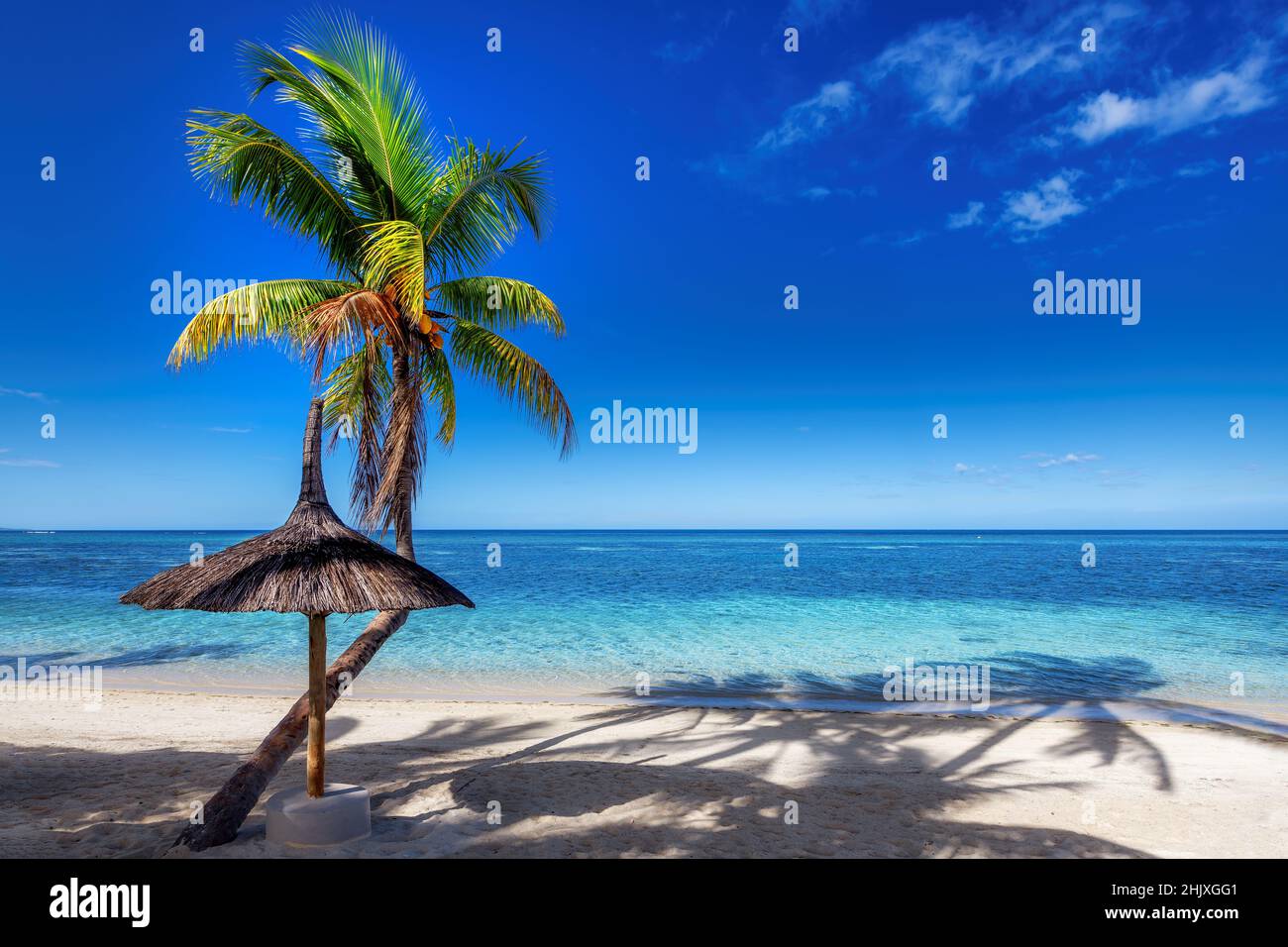 Palm tree and umbrella in paradise sunny beach and blue ocean Stock ...