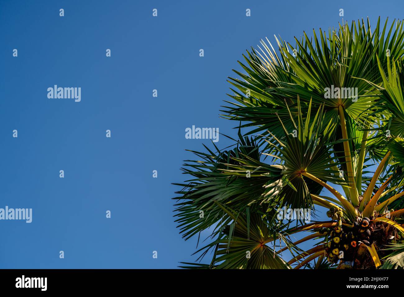 Blank space of cleared blue sky with part of Palm tree in the right ...