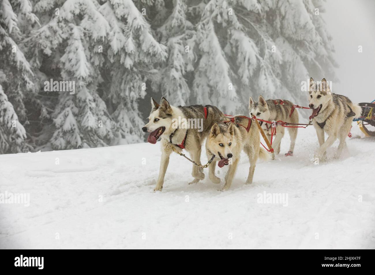 Musher hiding behind sleigh at sled dog race on snow in winter ...