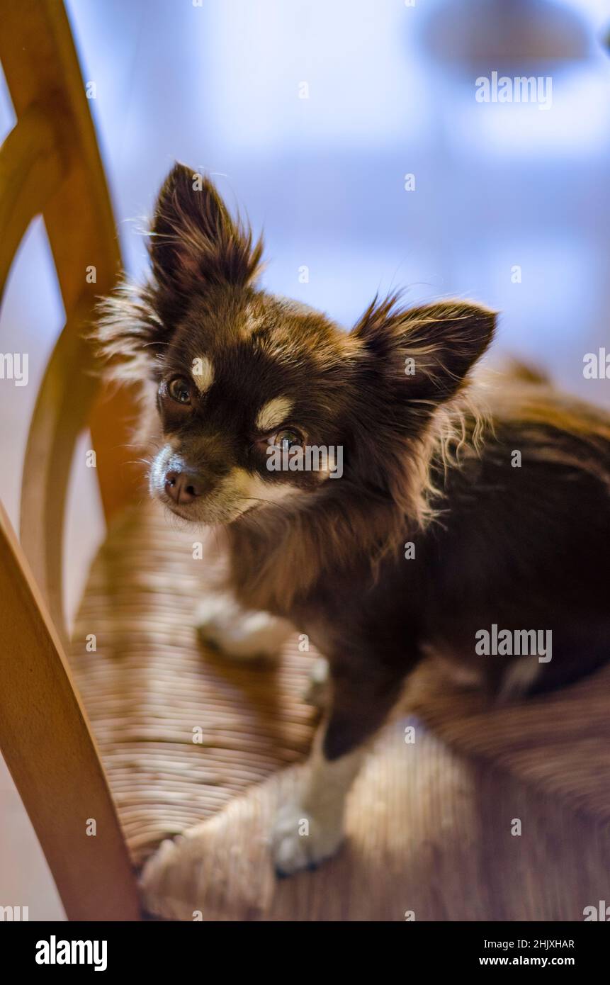 Tired chocolate longhair chihuahua sitting on a wooden chair and ...