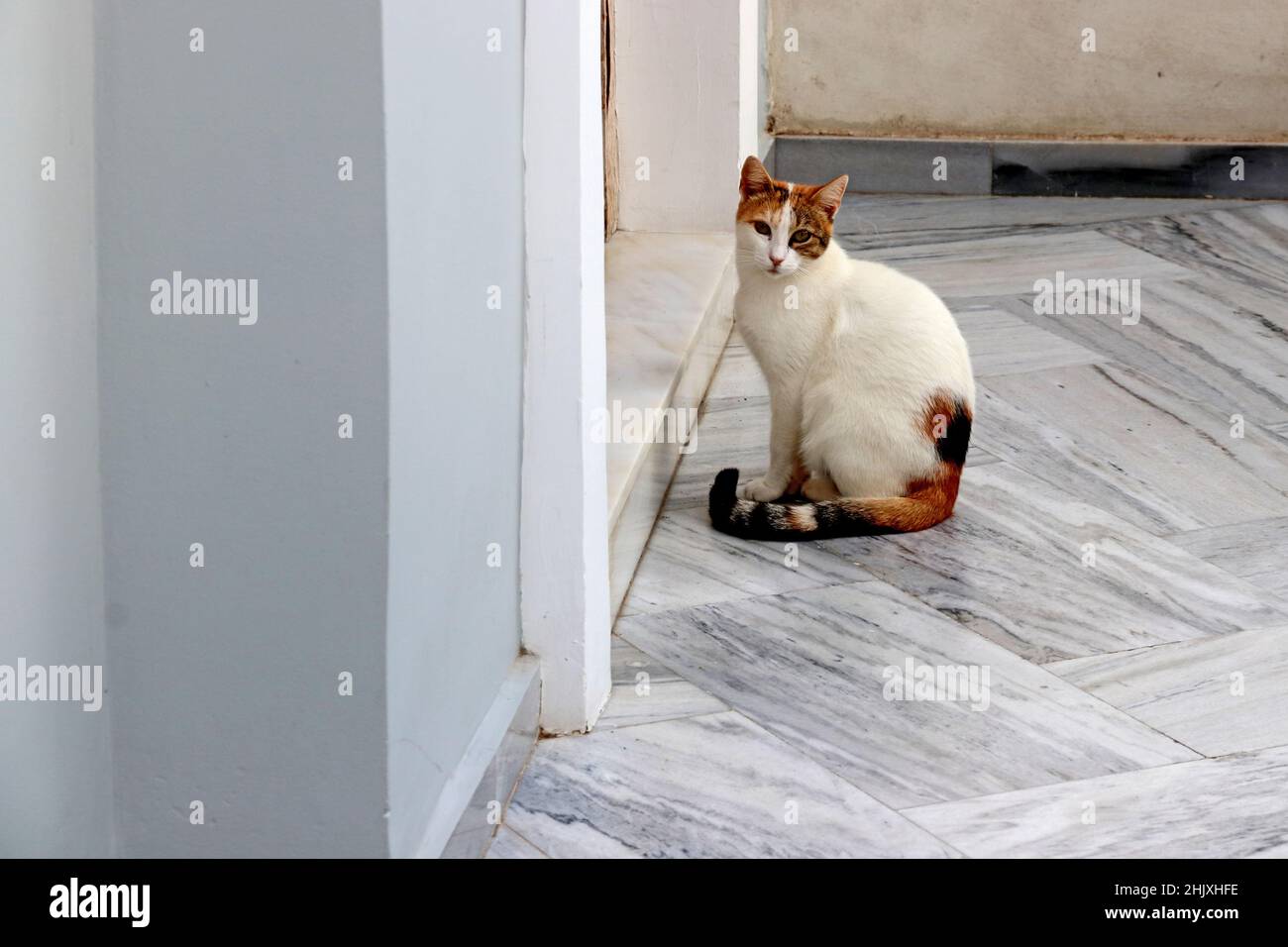 Tortoiseshell and white cat hi-res stock photography and images - Alamy