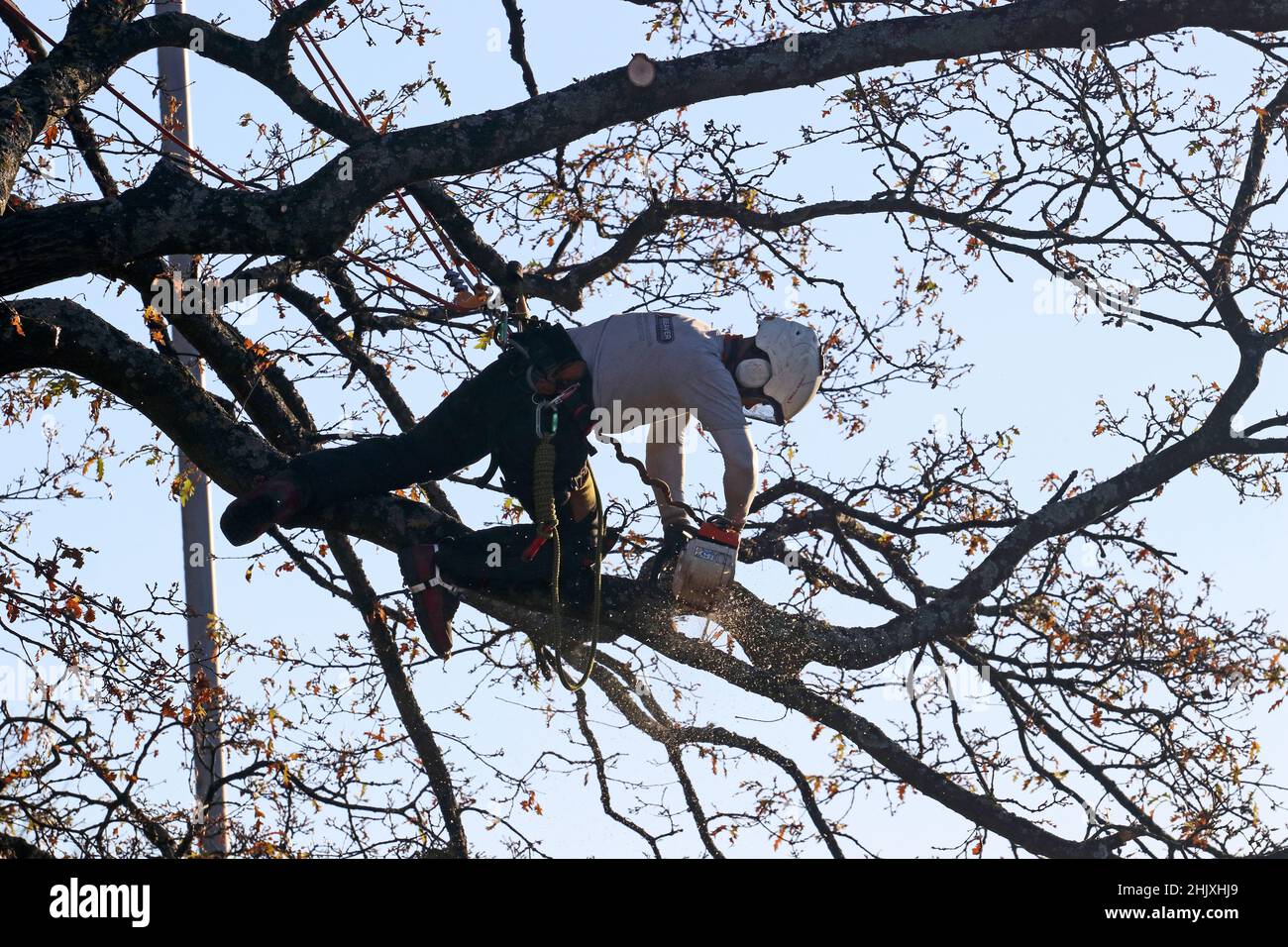 Tree surgeon working using chainsaw in tree Stock Photo - Alamy