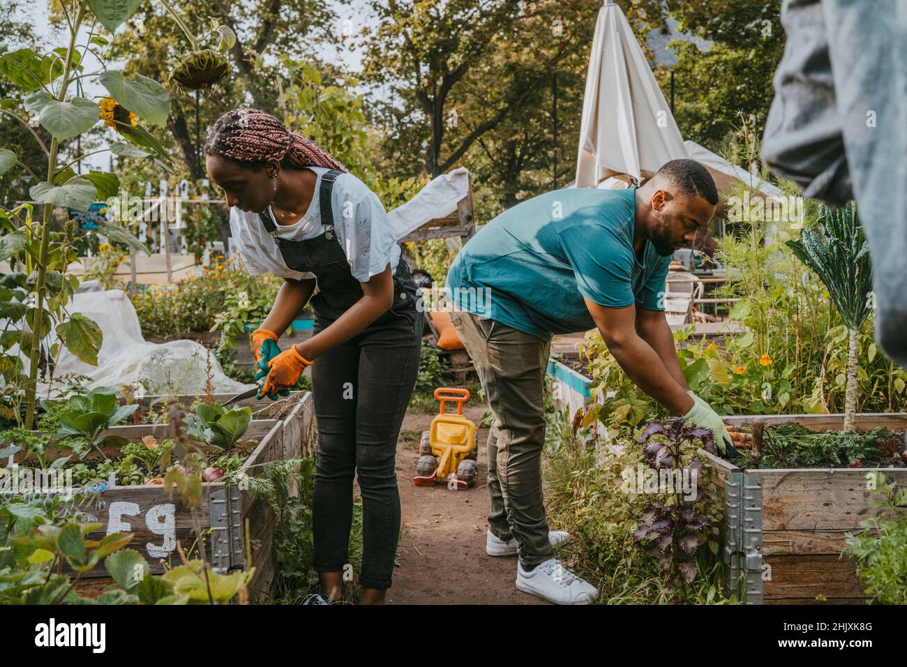 Csa volunteers hi-res stock photography and images - Alamy