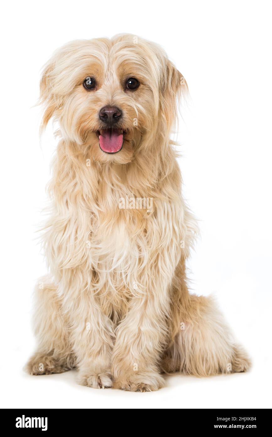 Cute mixed breed dog isolated on white Stock Photo - Alamy