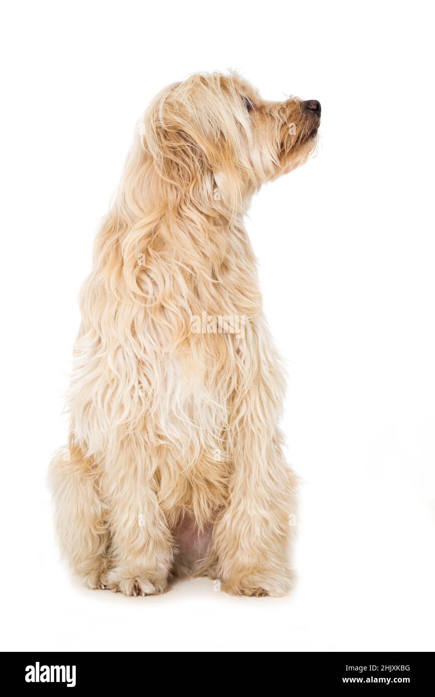 Cute mixed breed dog isolated on white Stock Photo - Alamy