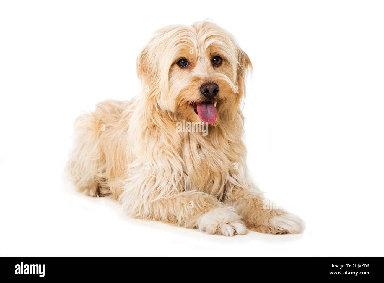 Cute cheeky pet dog Cut Out Stock Images & Pictures - Alamy