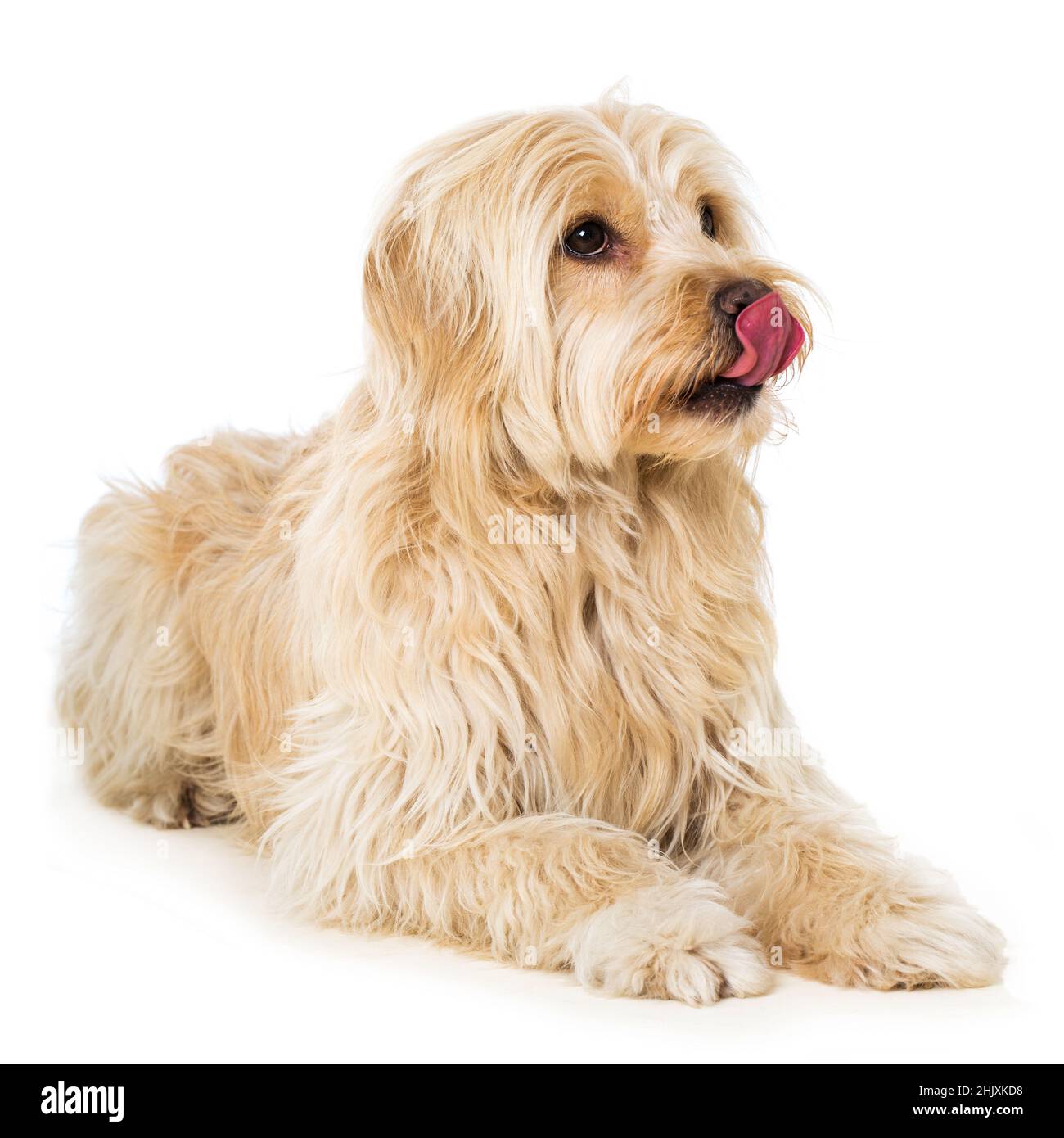 Cute mixed breed dog isolated on white Stock Photo - Alamy