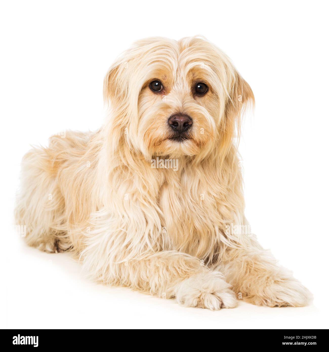 Cute mixed breed dog isolated on white Stock Photo - Alamy
